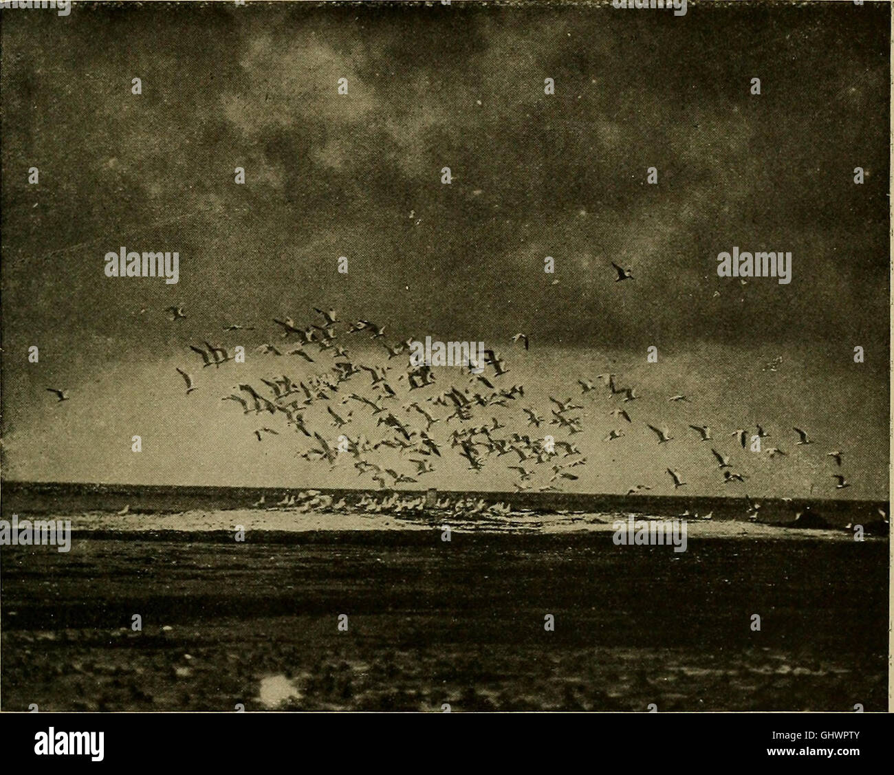 'Bird Lore' (1909) is a periodical that explores the study of birds ...
