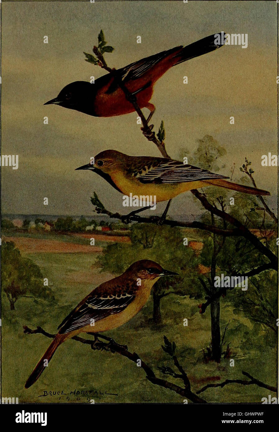 The 1910 publication of Bird Lore covers ornithological topics such as ...