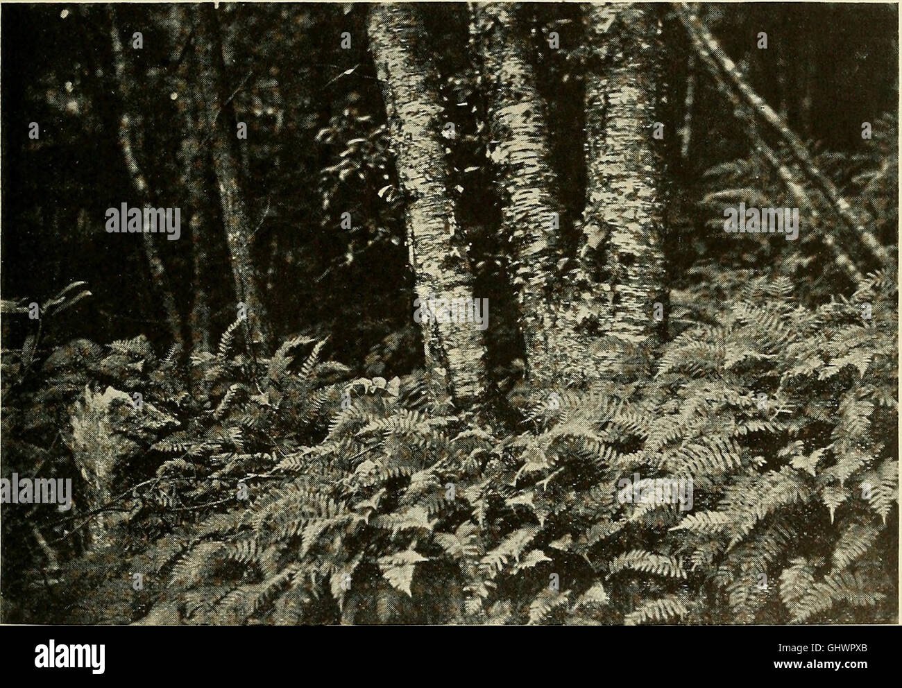Bird Lore (1911) focuses on bird conservation, the identification of ...