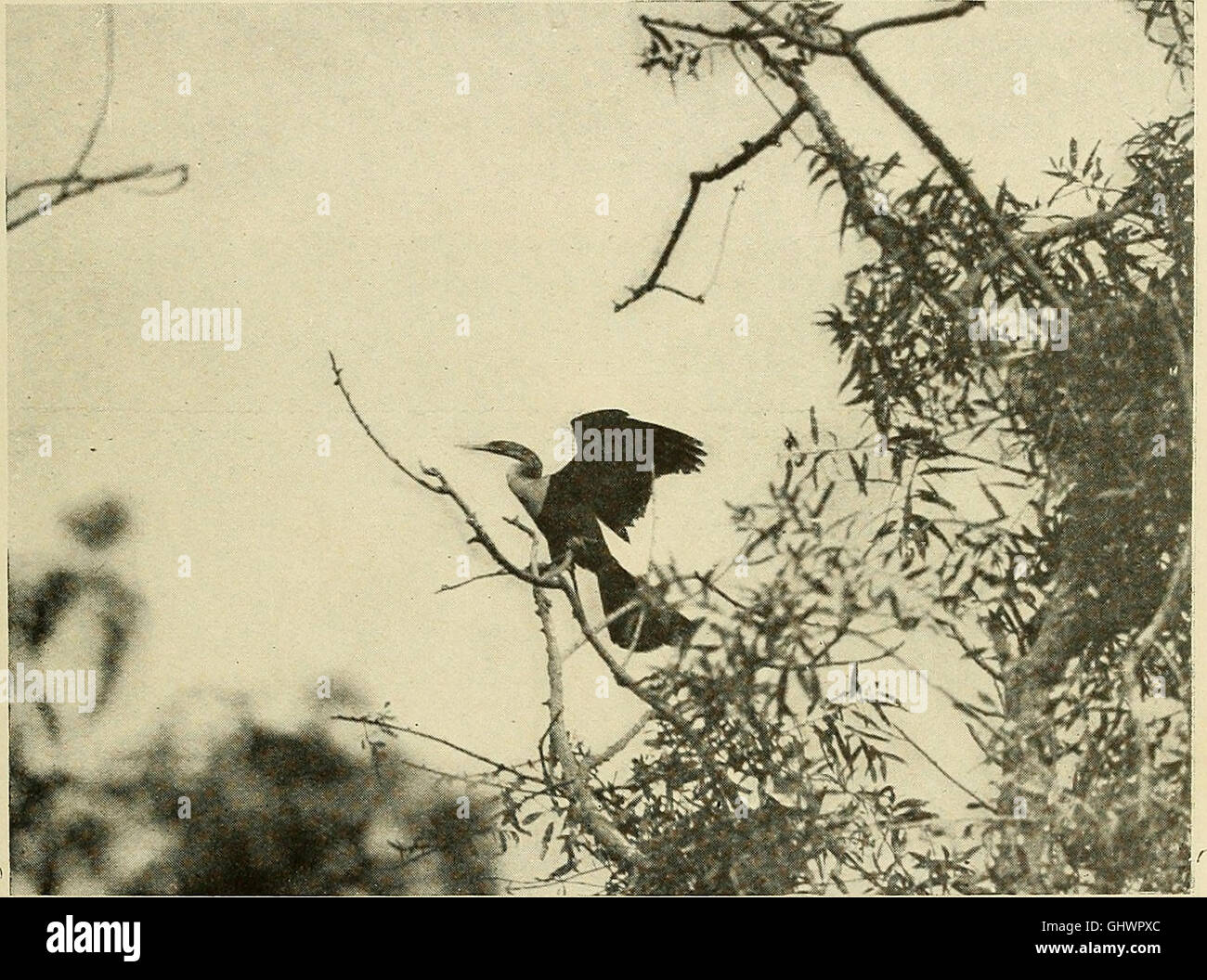 *Bird Lore* (1911) presents research on avian species, their behavior ...