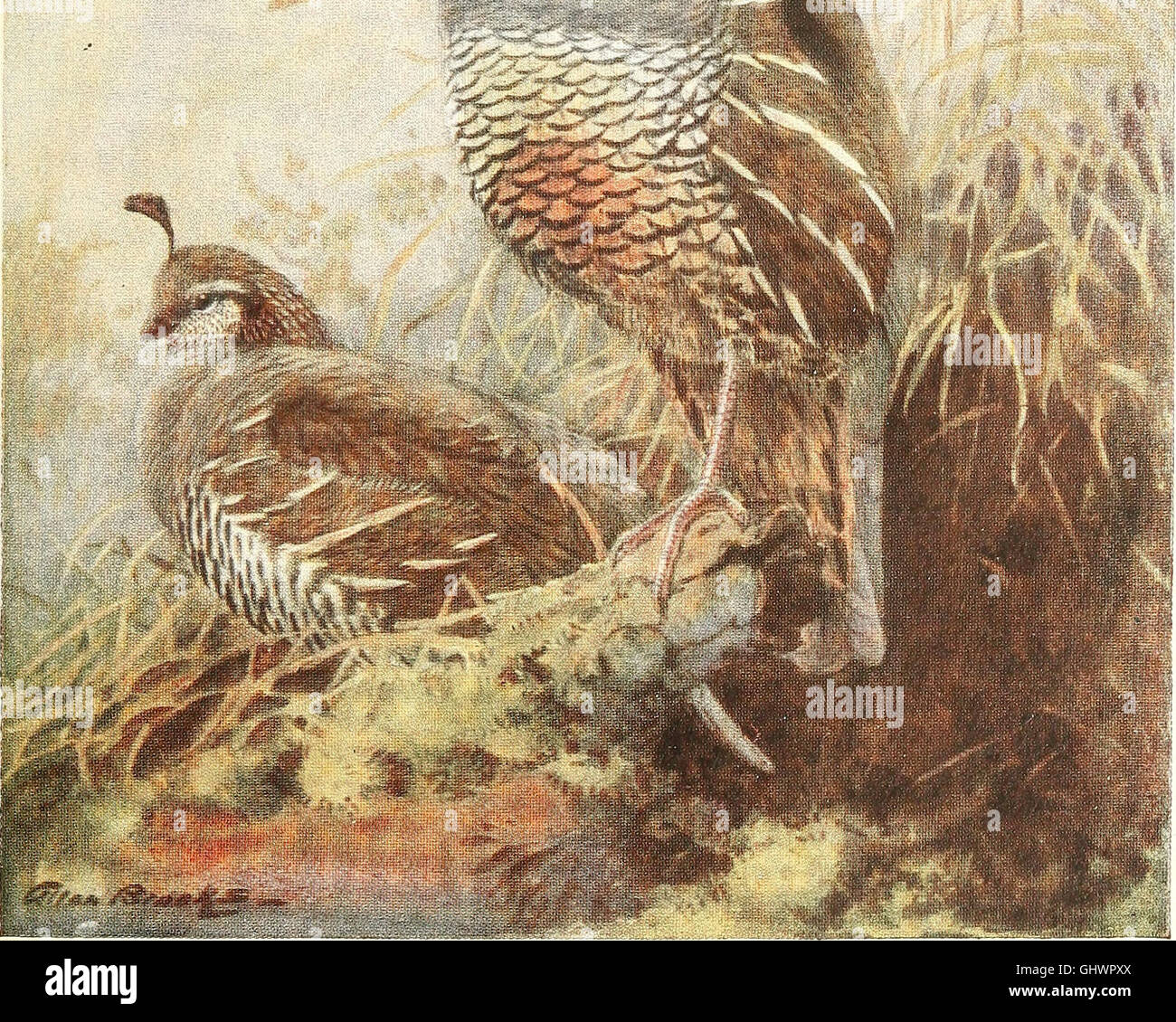 Bird Lore, published in 1912, focuses on the study of bird species ...