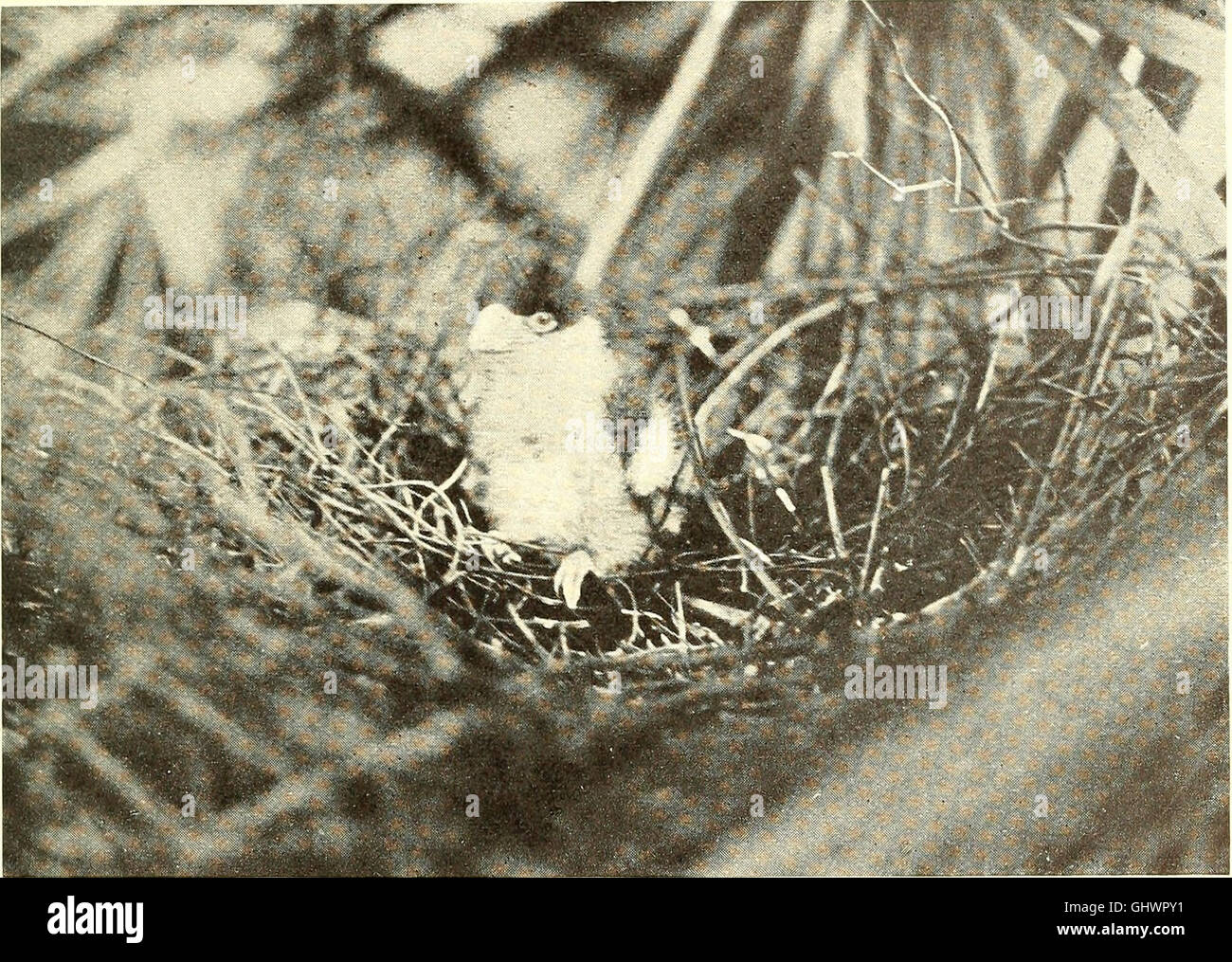 'Bird Lore' (1912) is a publication dedicated to the study and ...