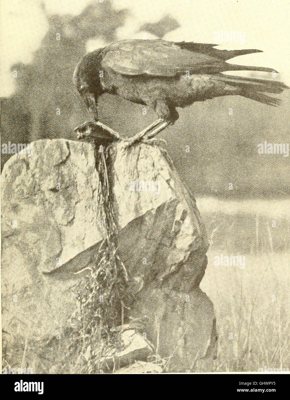 A 1912 publication dedicated to the study of birds, including ...