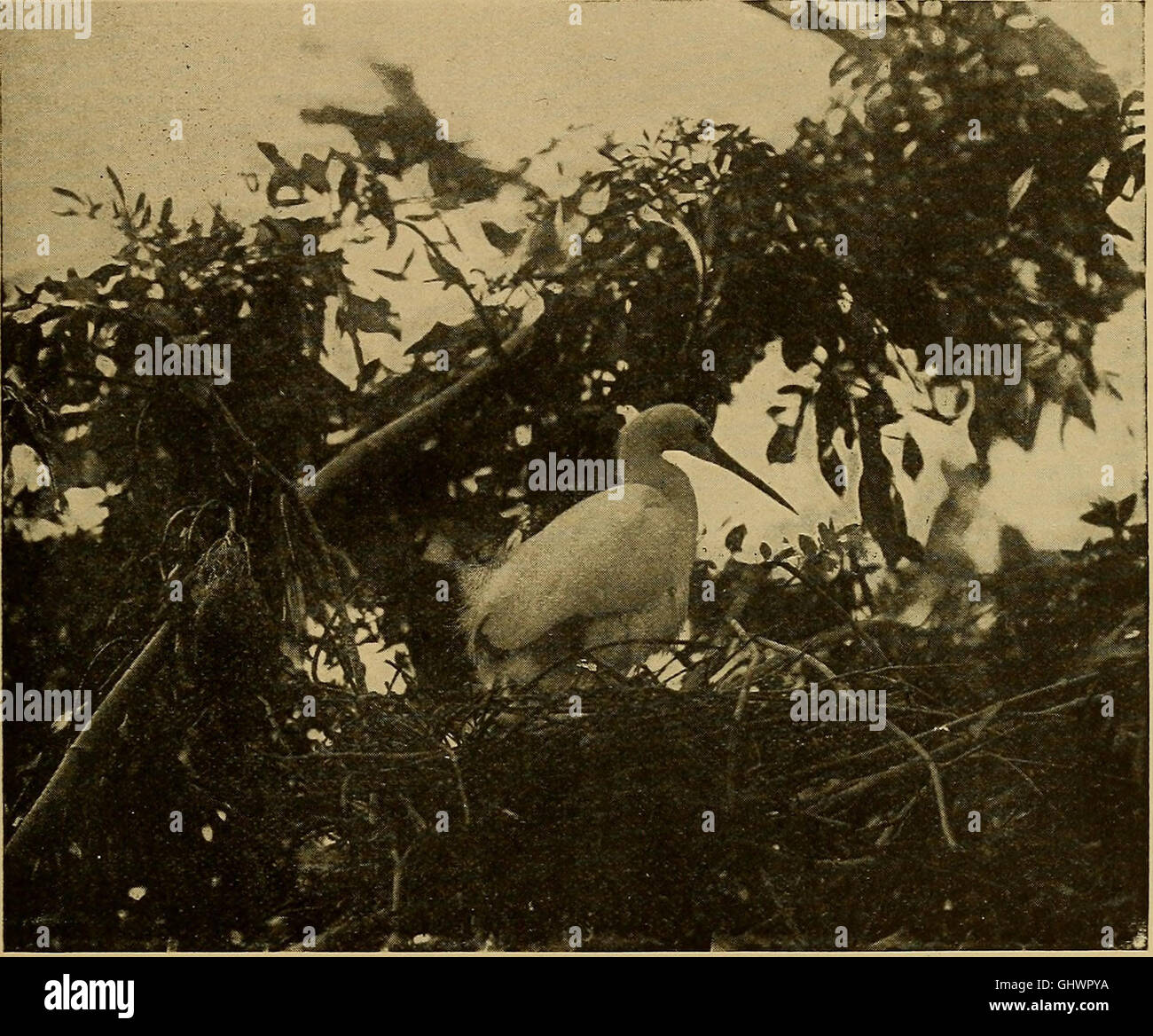 *Bird Lore* (1912) is a journal dedicated to the study of birds, their ...