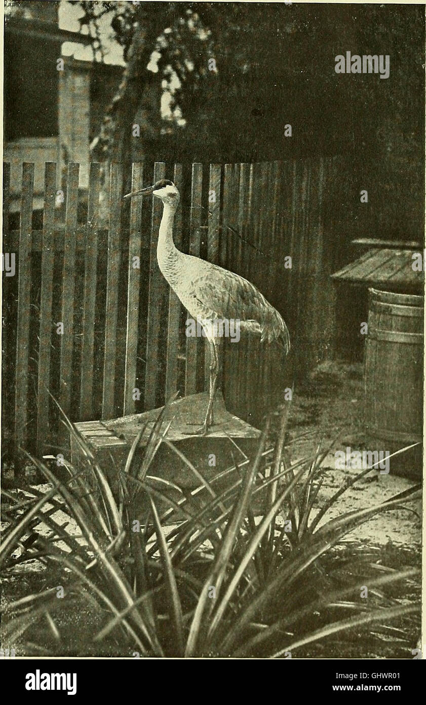 'Bird Lore' (1913) is a publication dedicated to the study of birds ...