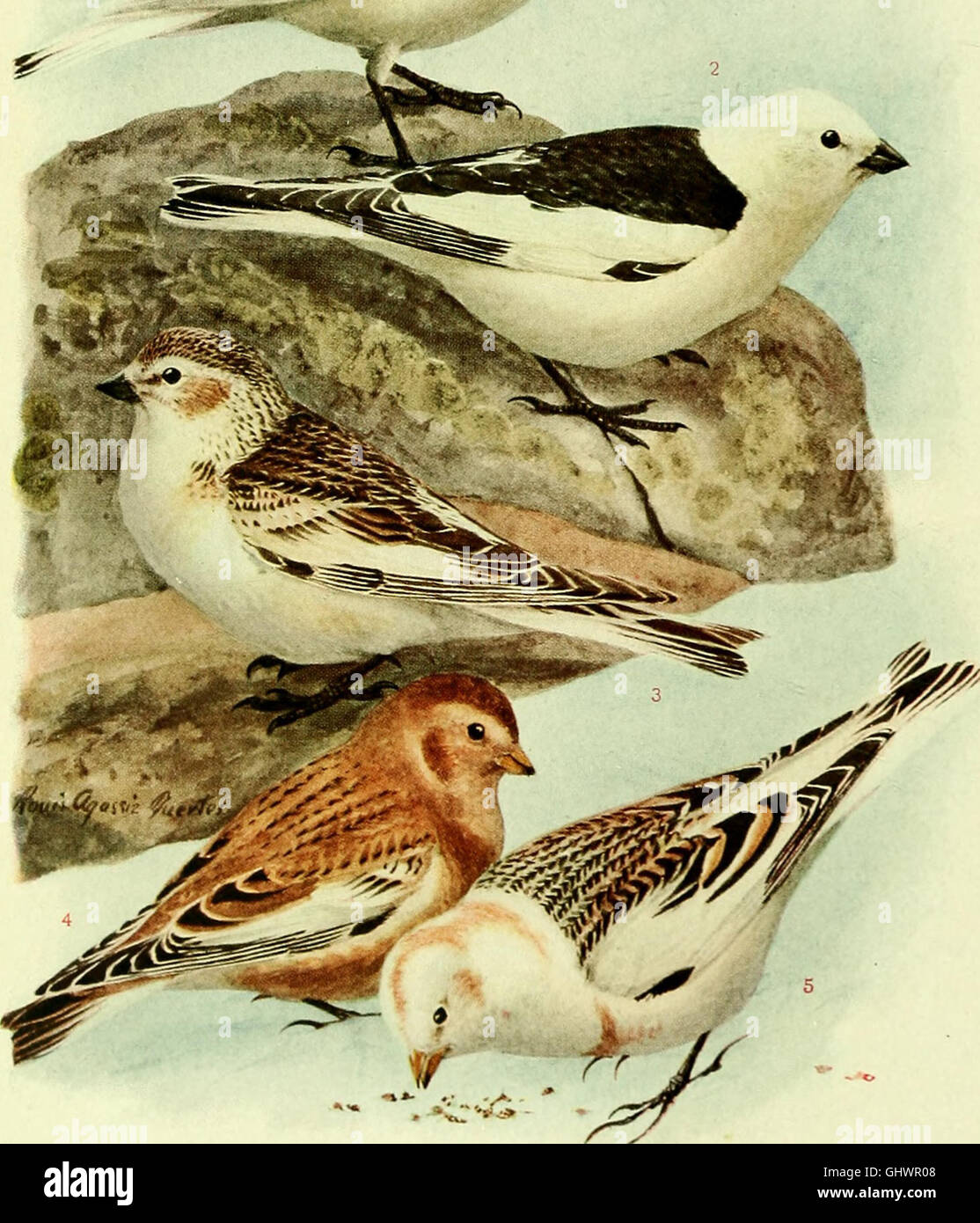 'Bird Lore' (1913) is a publication focusing on the study of birds in ...