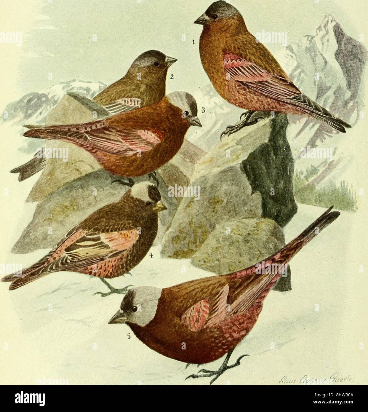 Bird lore (1913 Stock Photo - Alamy
