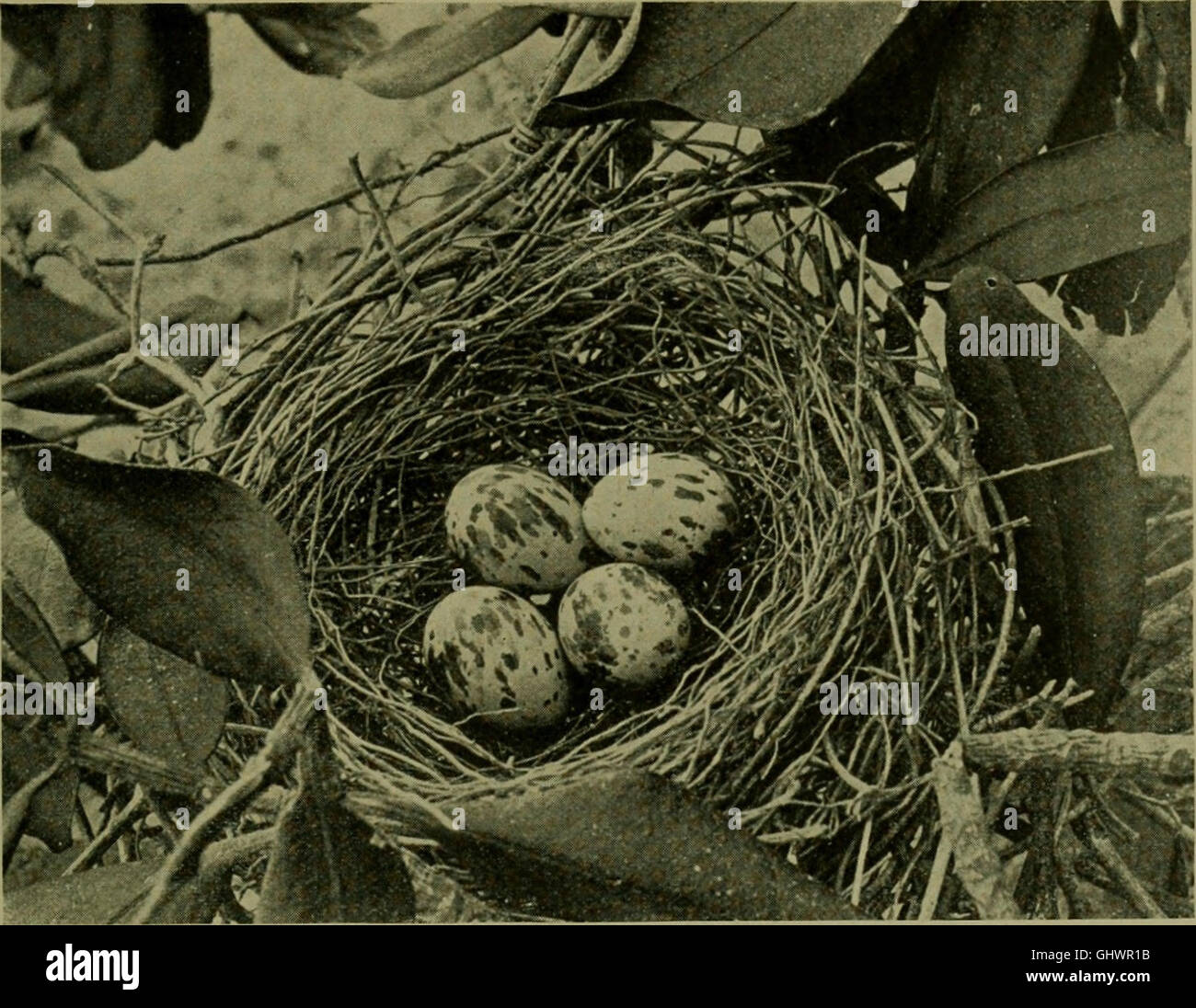 *Bird Lore* (1914) is a publication dedicated to ornithology, featuring ...