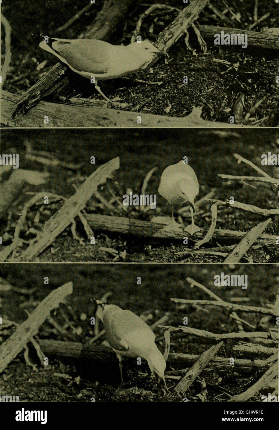 *Bird Lore* (1914) provides a comprehensive guide to birdwatching ...