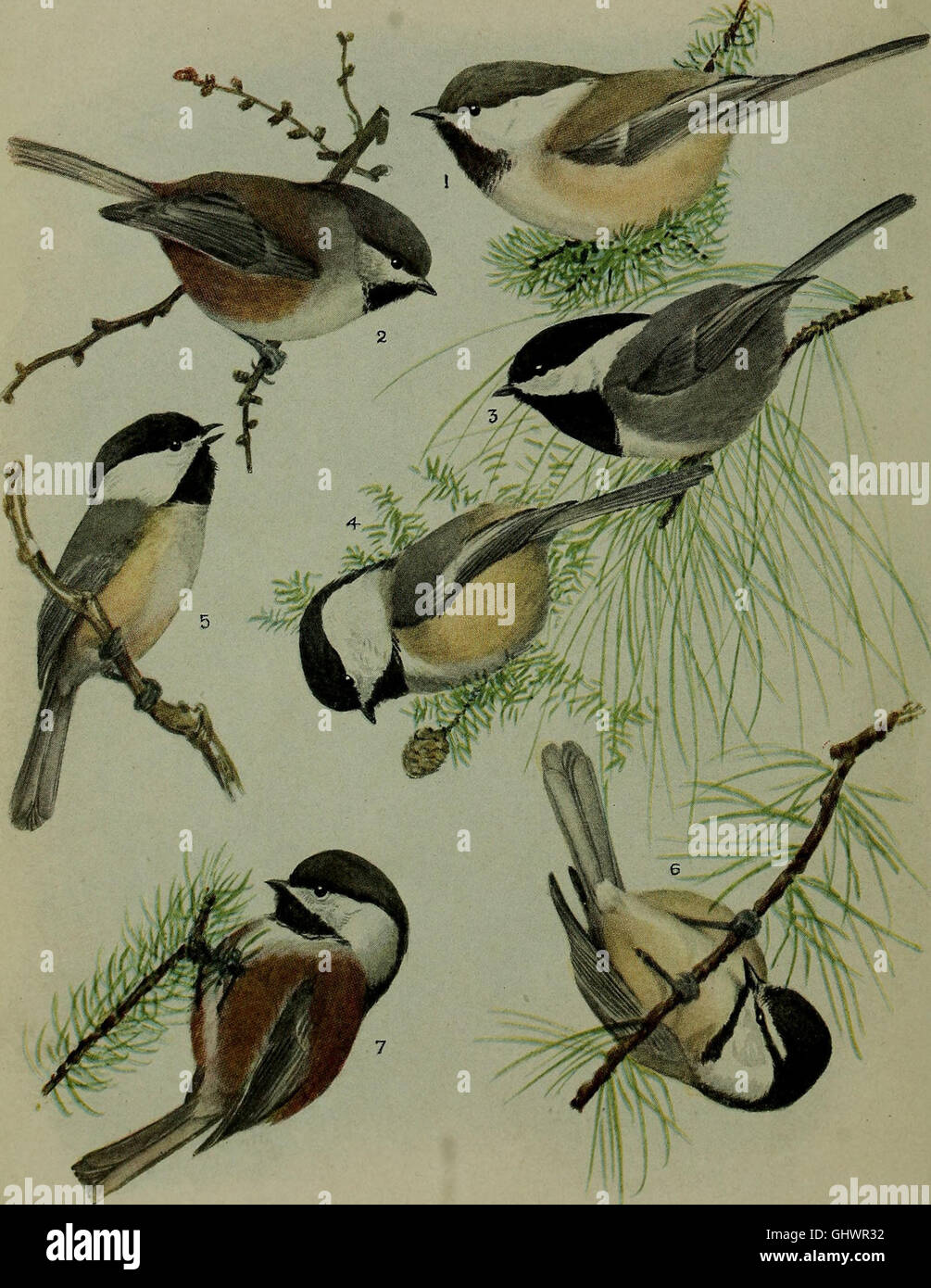 'Bird Lore' is a publication from 1916 that focuses on birdwatching and ...