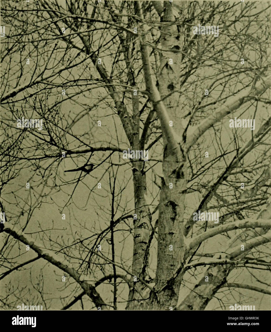 *Bird Lore* (1916) is a journal dedicated to bird studies, offering ...