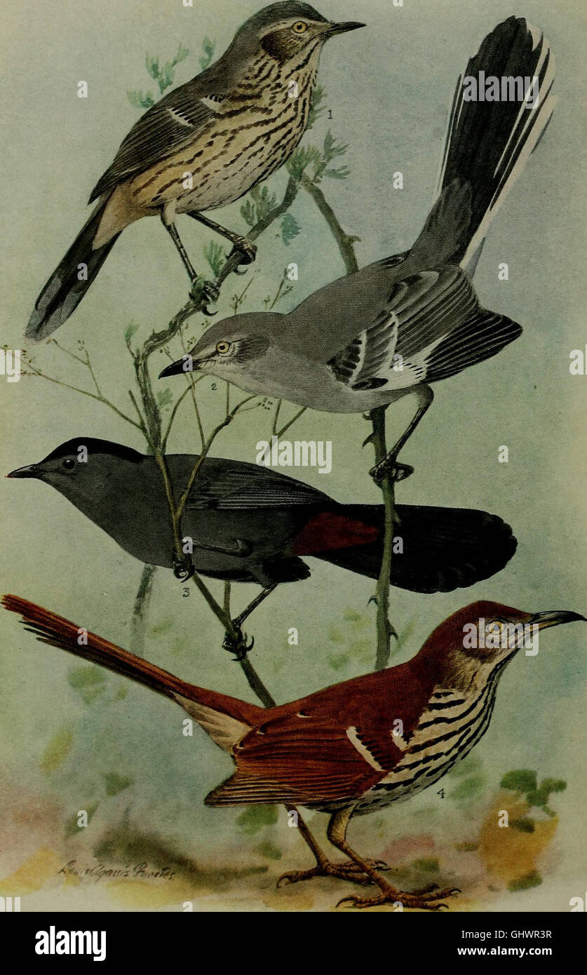 Bird Lore, published in 1916, focused on ornithology, bird behavior ...