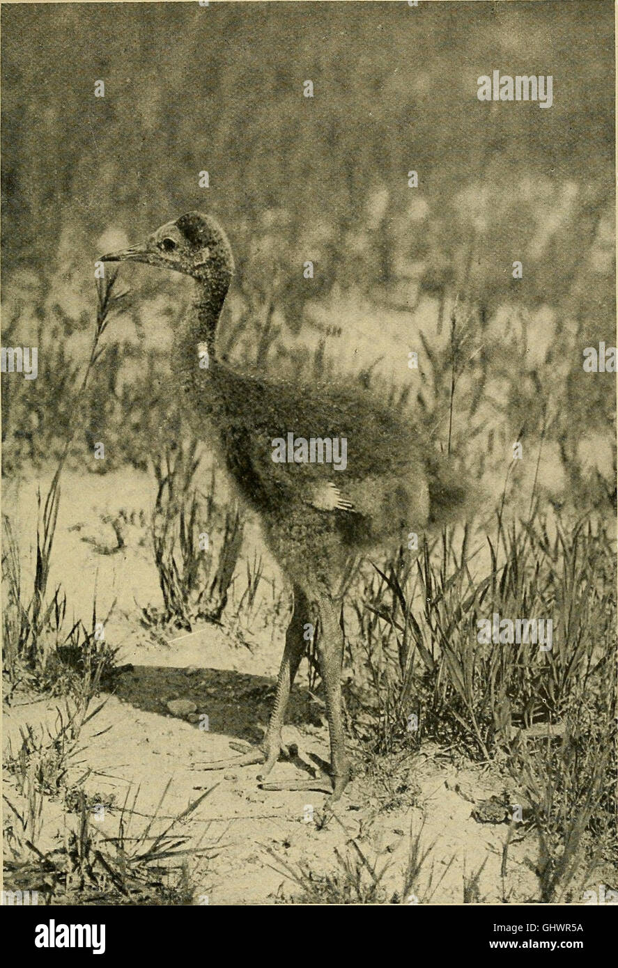 A 1918 journal focused on ornithology, covering bird species, behaviors ...