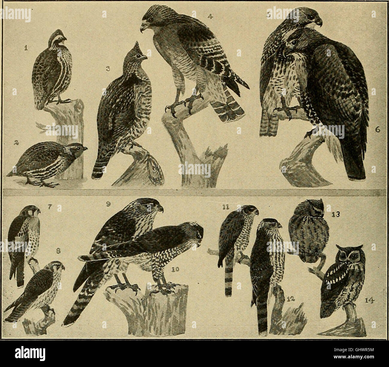 Bird lore (1918 Stock Photo - Alamy