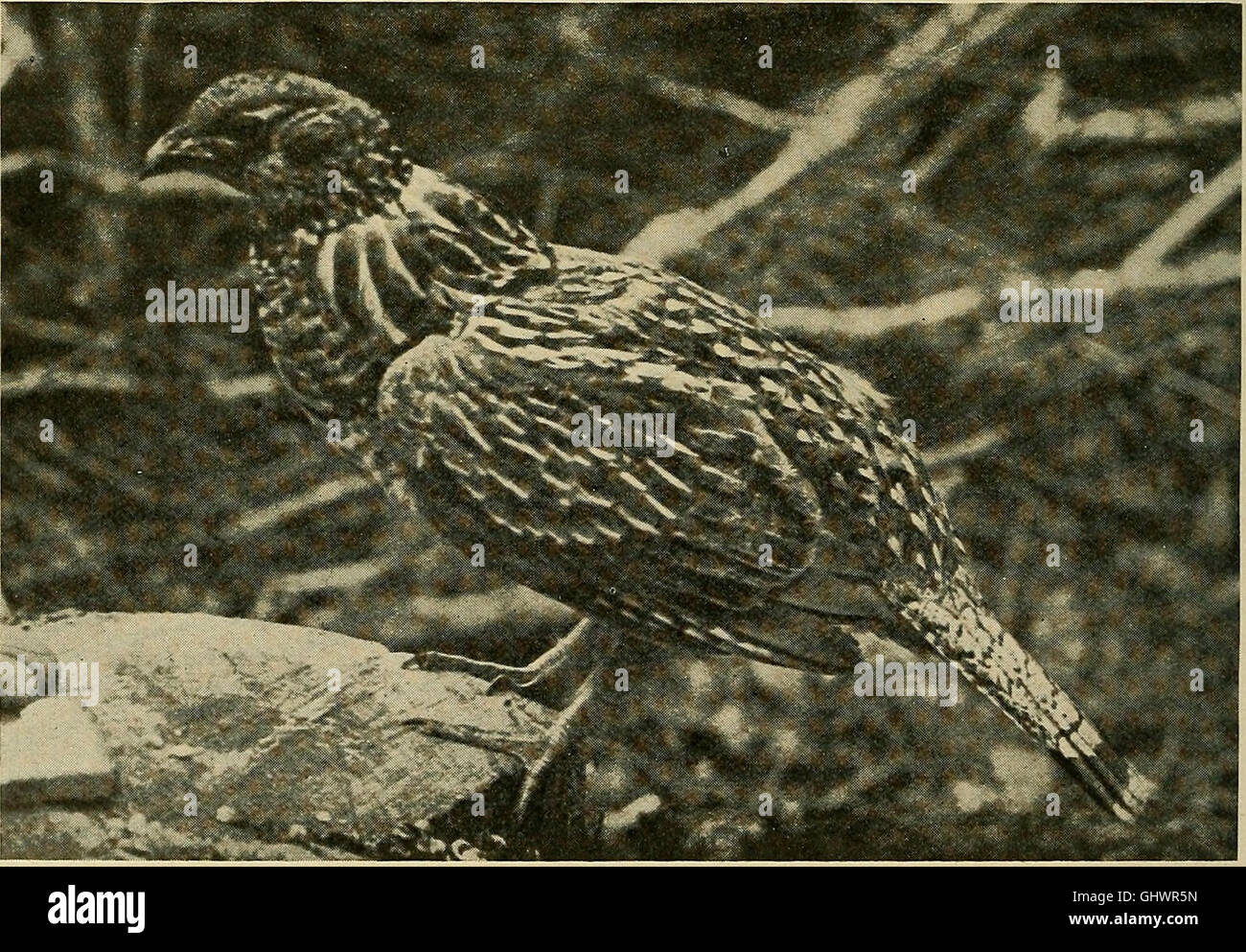 *Bird Lore* (1918) is a publication dedicated to the study and ...