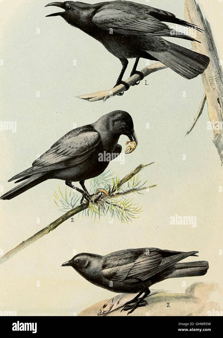 *Bird Lore* (1919) is a periodical that explores various aspects of ...