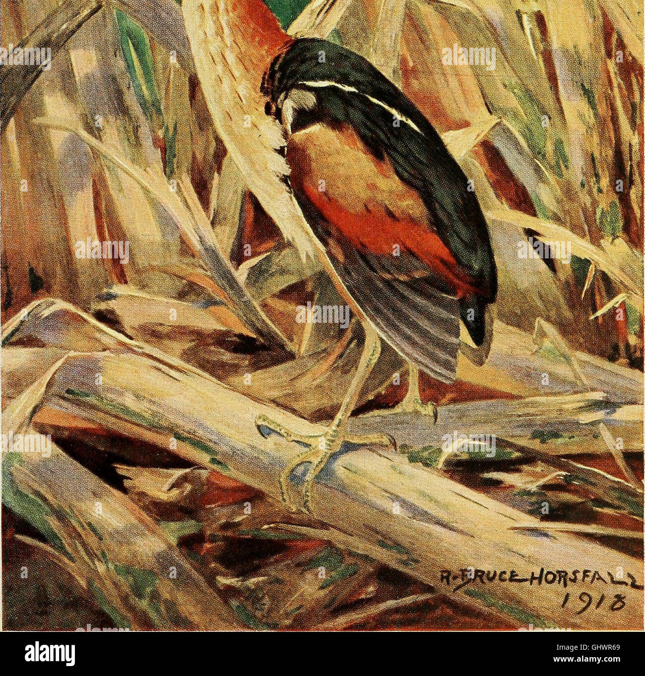 *Bird Lore* (1919) is a publication focused on the study of birds ...