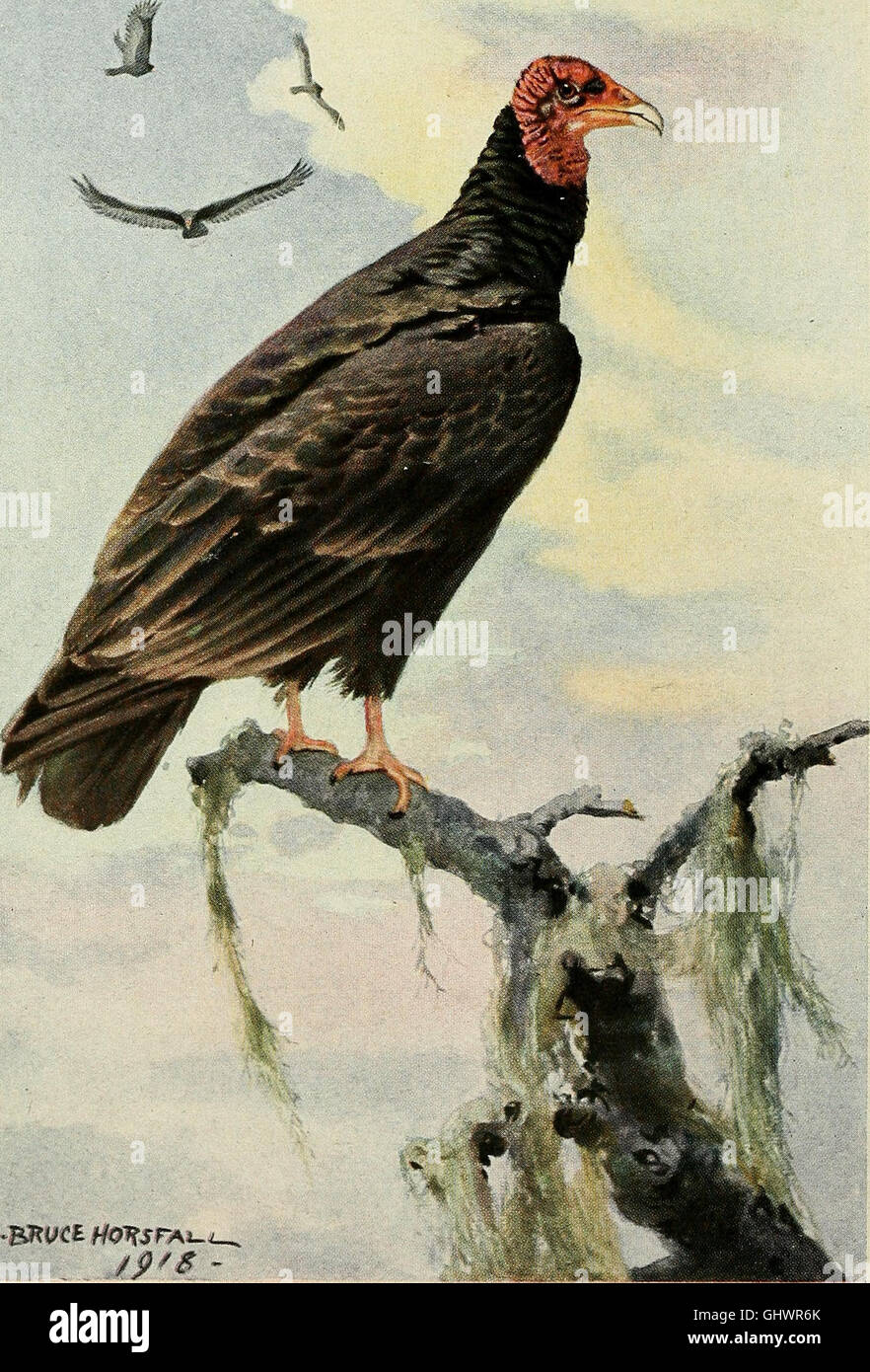 Bird lore (1919 Stock Photo - Alamy