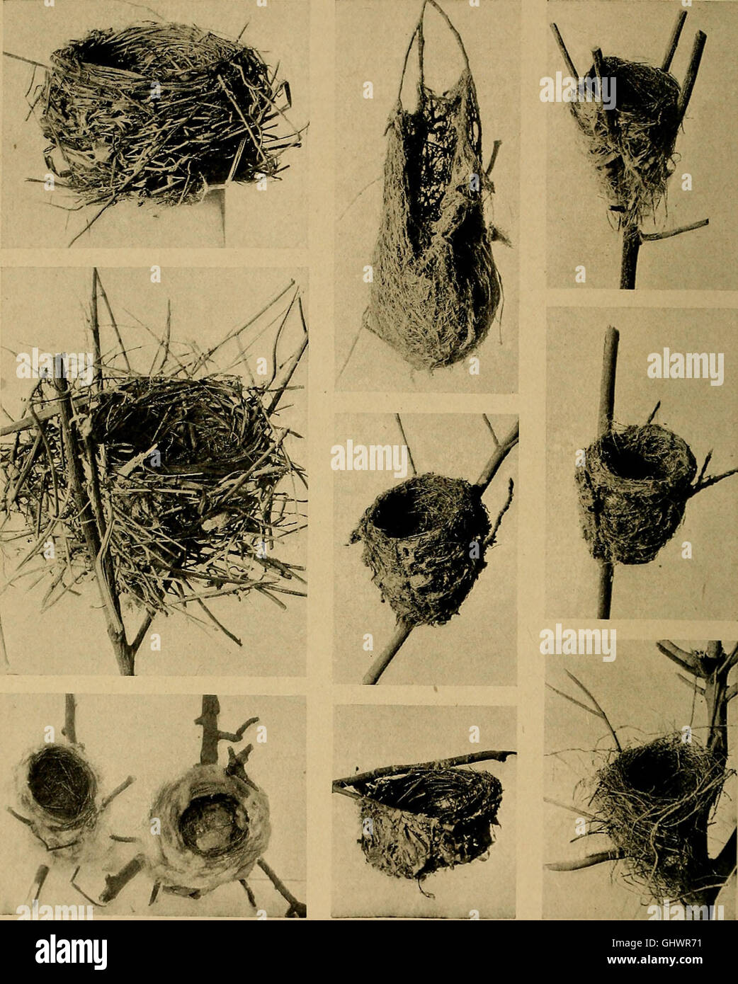 Bird lore (1920 Stock Photo - Alamy