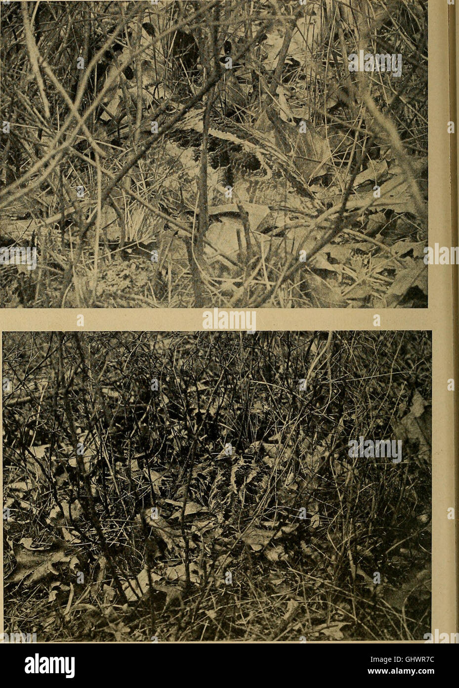 This publication from 1920 focuses on bird life, providing observations ...