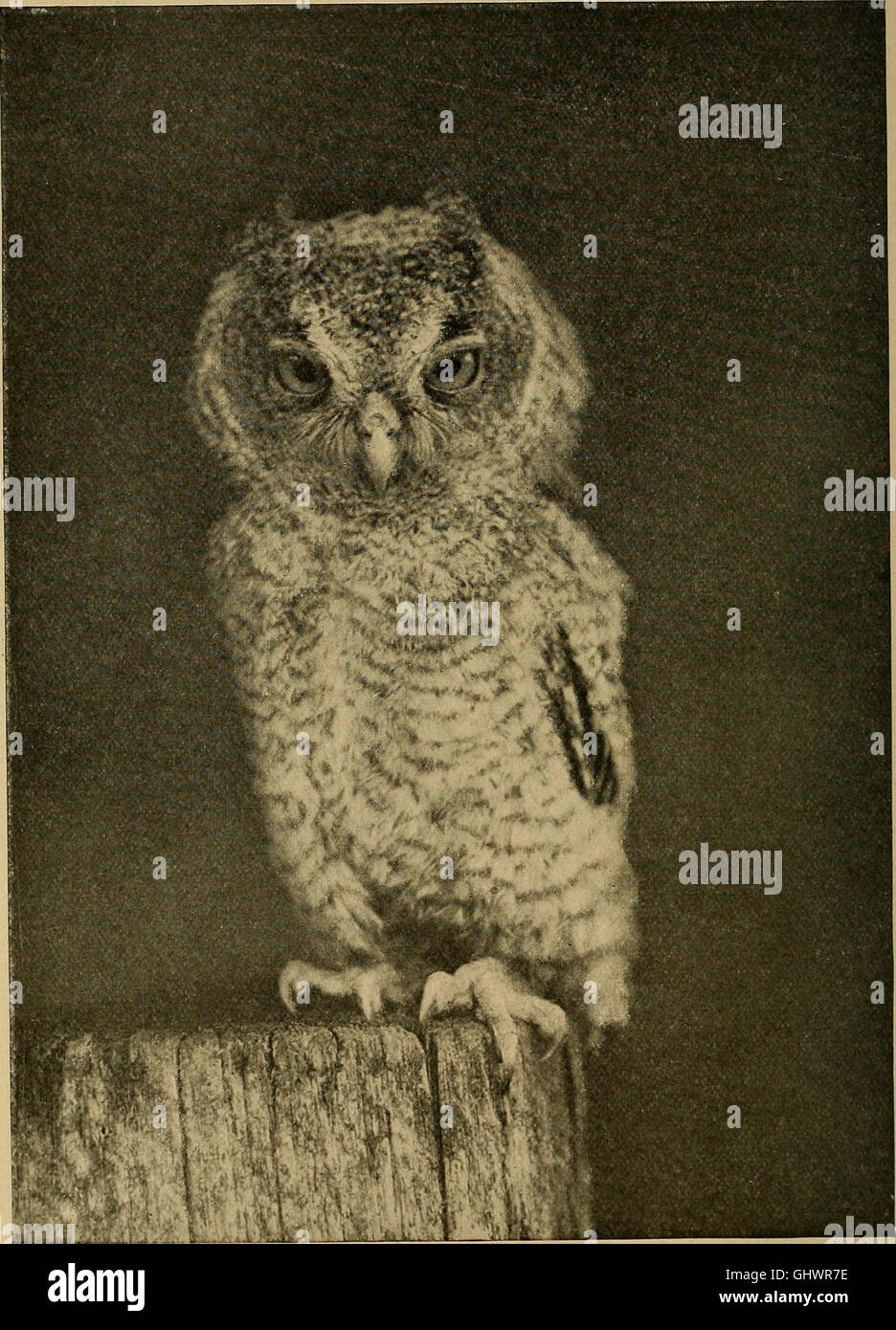 A publication dedicated to bird studies, featuring scientific ...