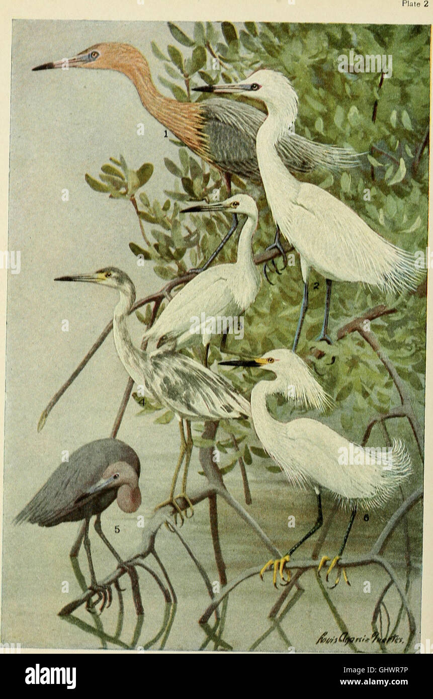 Bird Lore (1922) is a publication focused on the study of birds ...