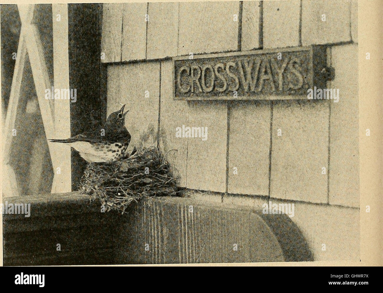 *Bird Lore* (1922) is a publication that focuses on the study of birds ...
