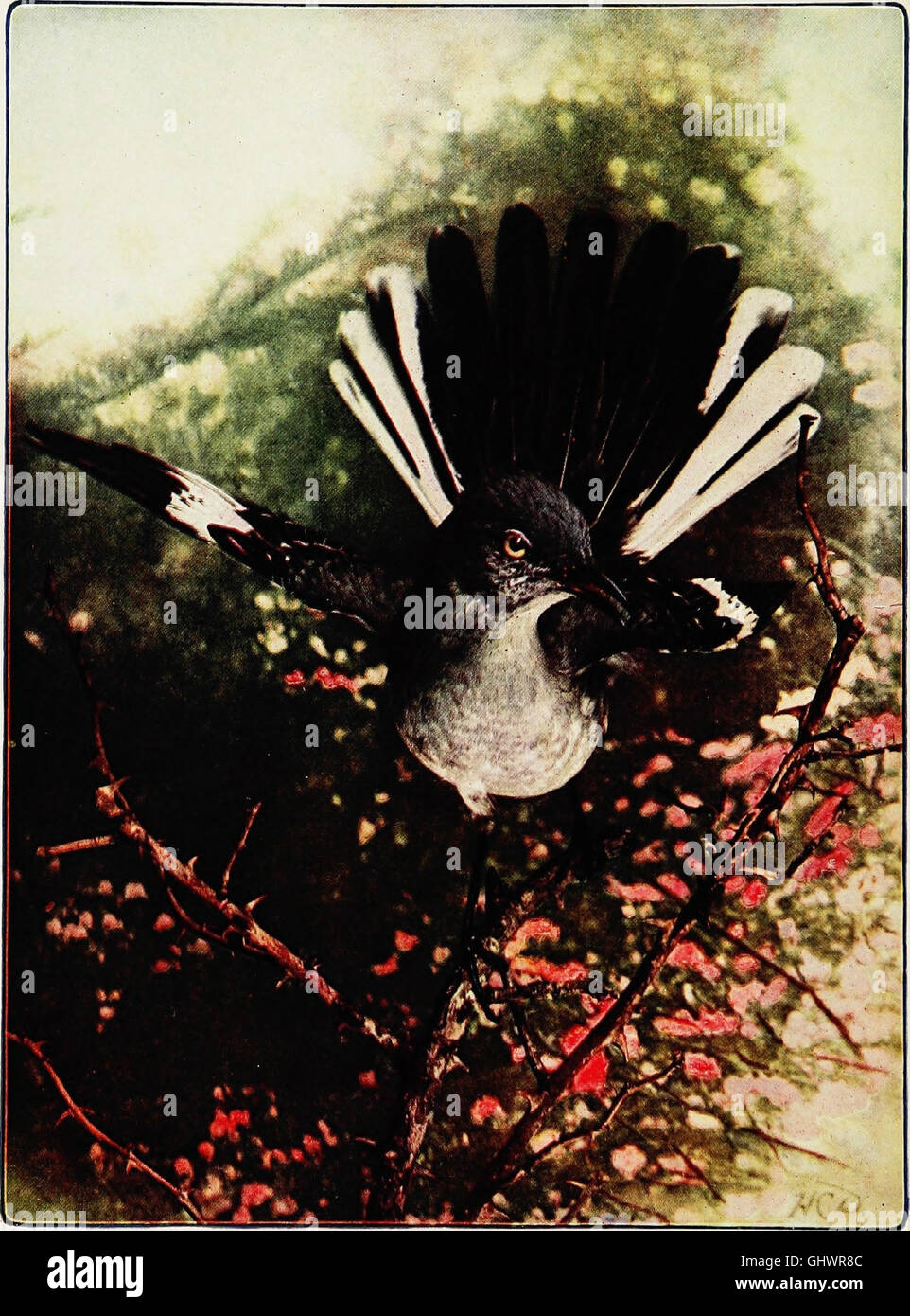 This 1904 guide introduces 150 bird species commonly found in gardens ...