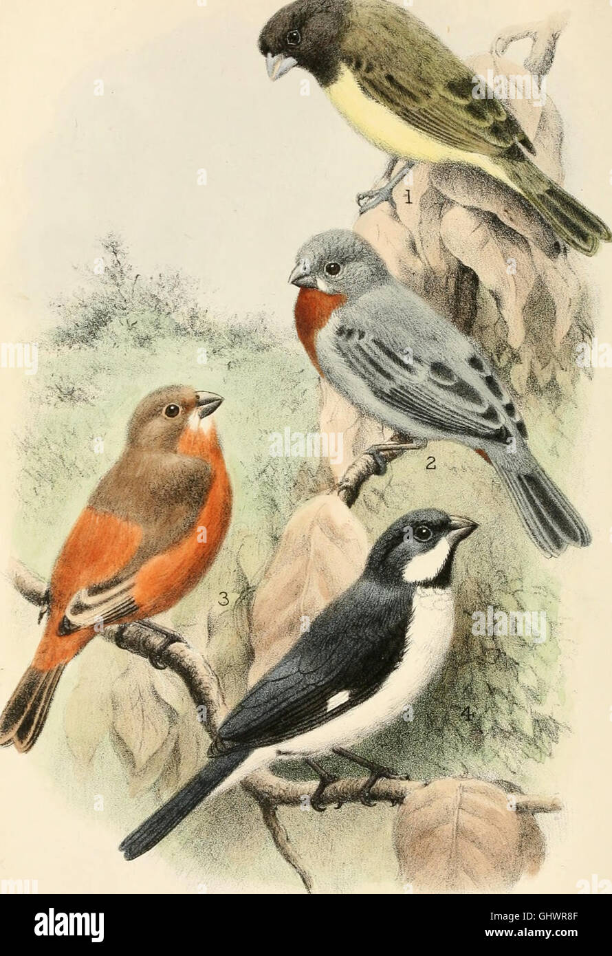 *Bird Notes* (1902) provides observations and records about bird ...