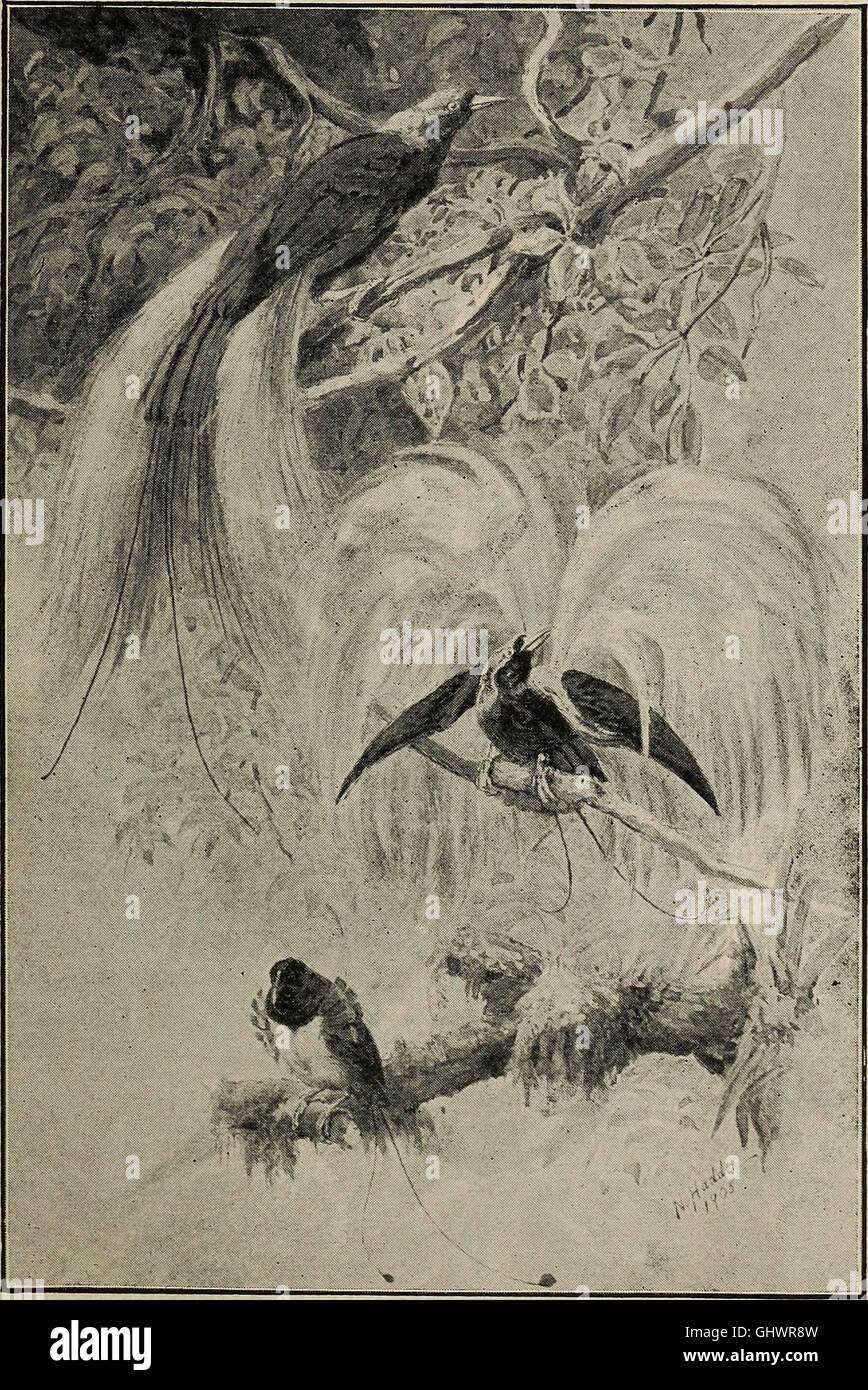This 1903 publication presents a collection of bird sightings, behavior ...