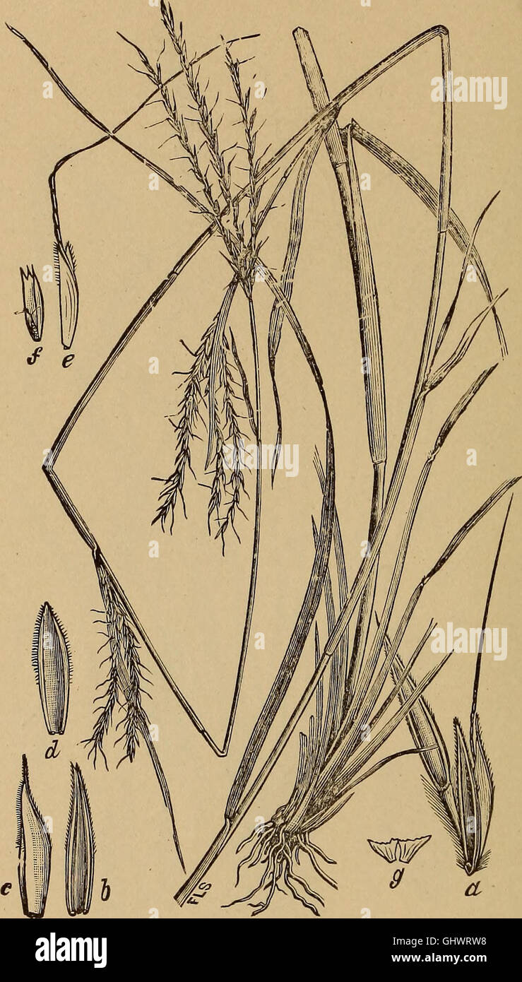 A comprehensive work from 1897 that details various species of grasses ...