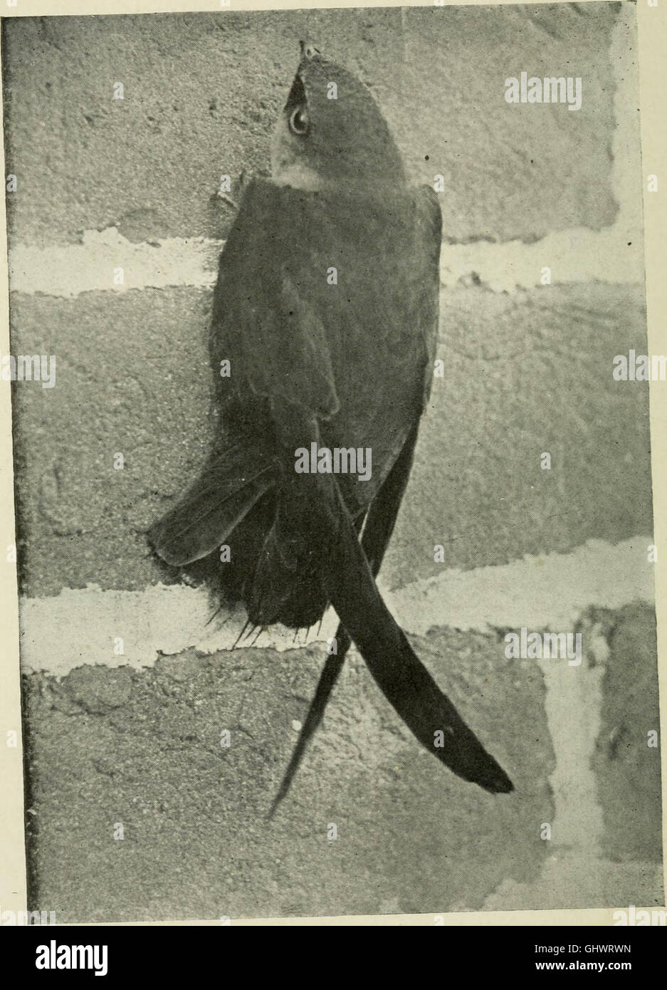 This work features photographs and studies of wild birds in their ...