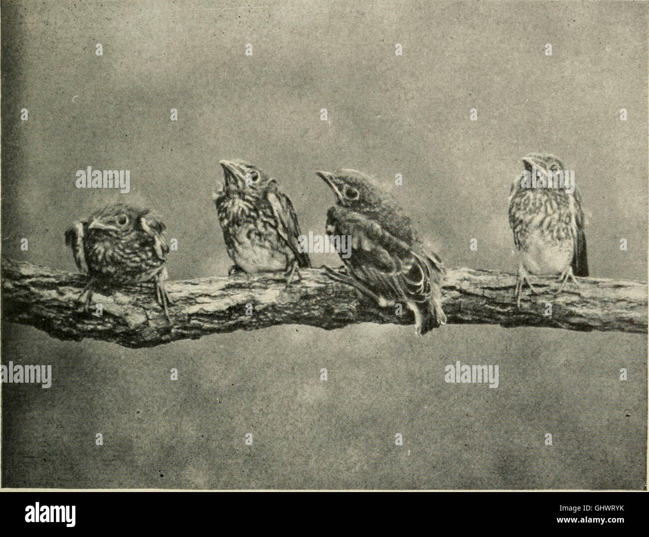 A 1911 photographic study of wild birds in their natural habitats ...
