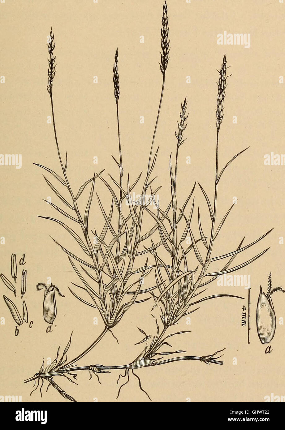 This 1897 work provides a detailed study of various grasses native to ...