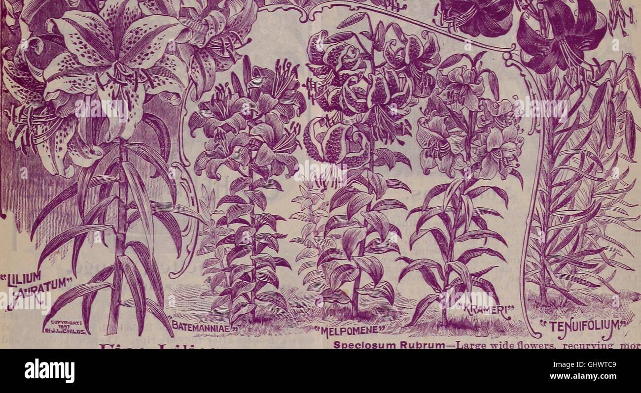 Childs' fall catalogue of bulbs (1898 Stock Photo - Alamy