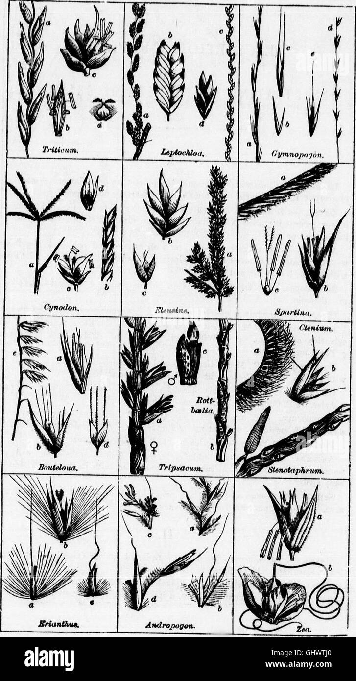 A 1875 botanical text that outlines the structure, physiology, and ...