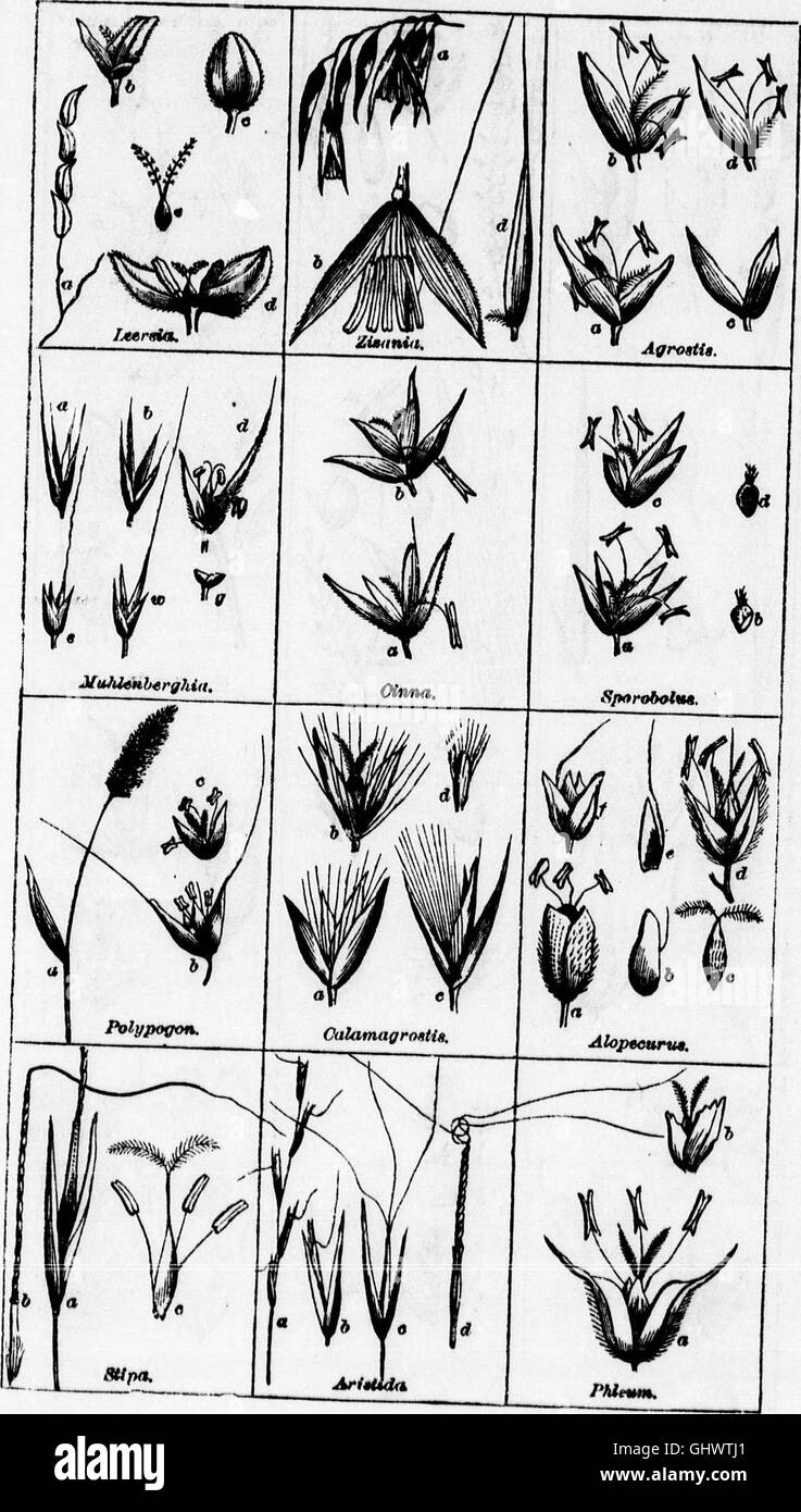 The 1875 'Class-book of Botany' outlines plant structure, physiology ...