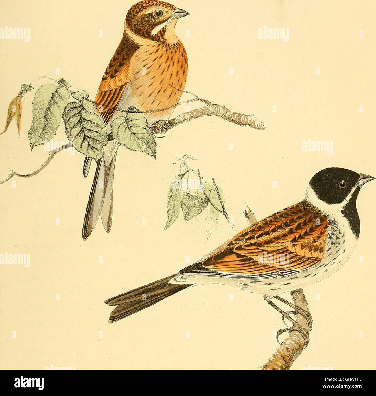 This 1846 book provides detailed, colored illustrations of British ...