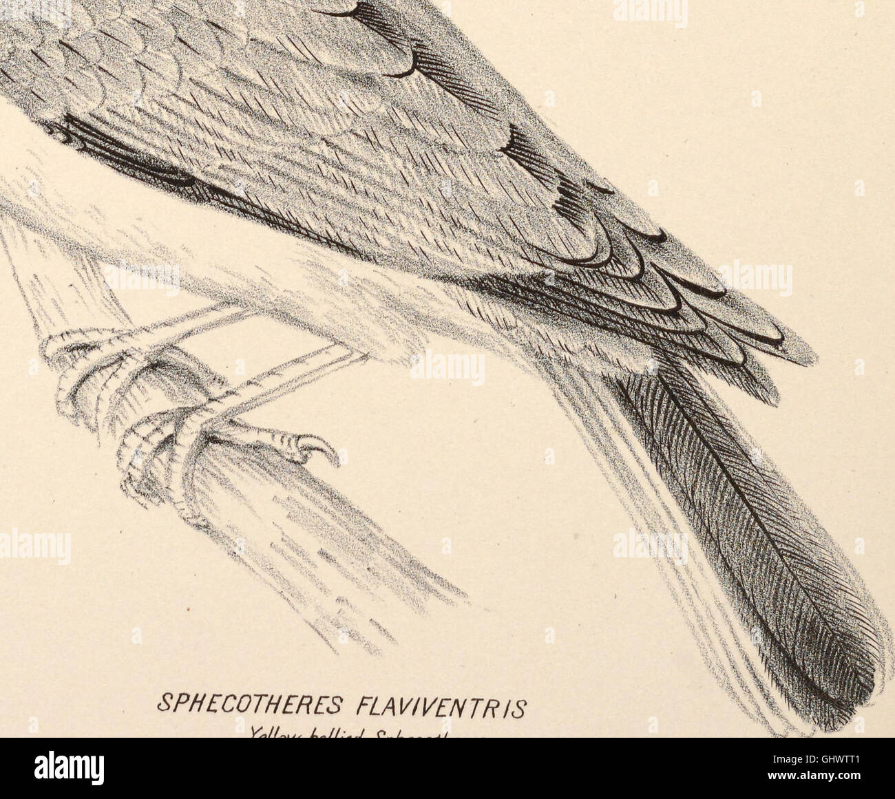 A 1877 companion guide to Gould’s Handbook, featuring nearly 220 bird ...