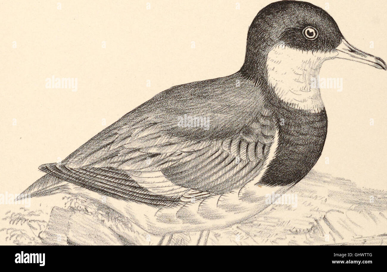 The 'Companion to Gould's Handbook' (1877) serves as a supplement to ...