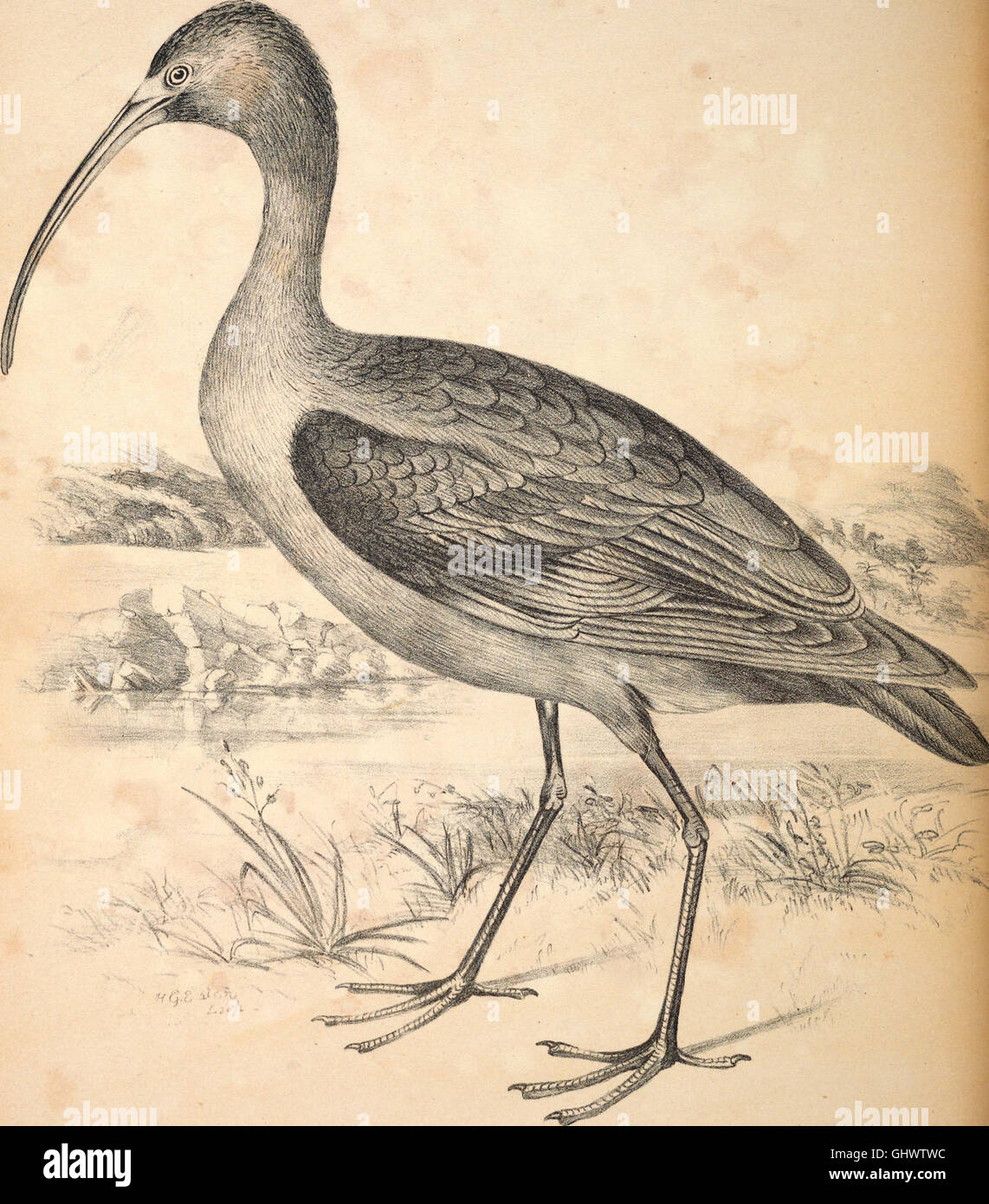 This work is a detailed guide to Australian bird species, showcasing ...