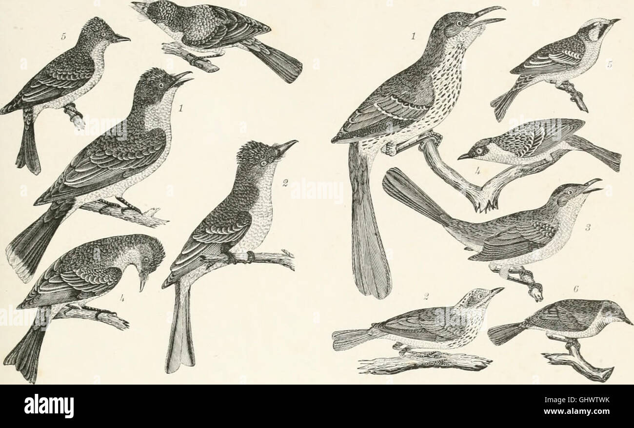A comprehensive ornithological work from 1878 that documents the bird ...