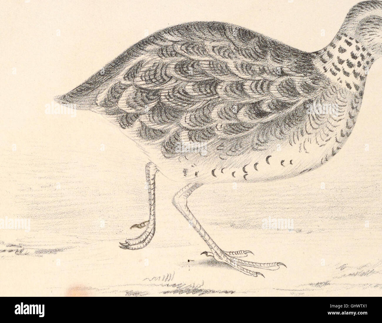 Gould's birds of australia book hi-res stock photography and images - Alamy