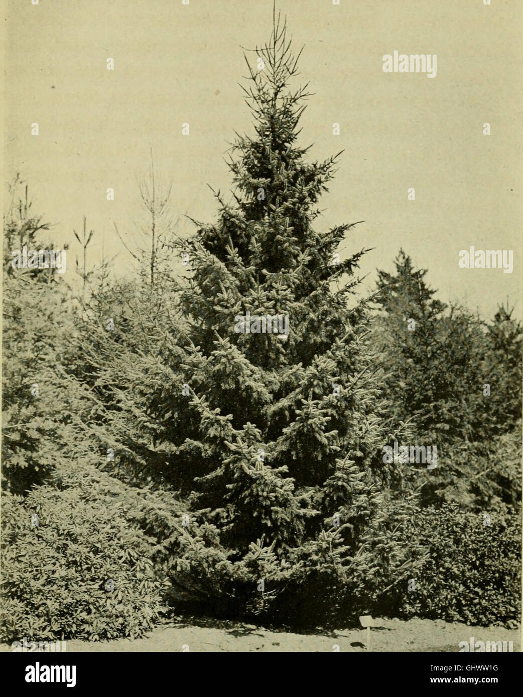This guide provides insights into the cultivation of coniferous trees ...