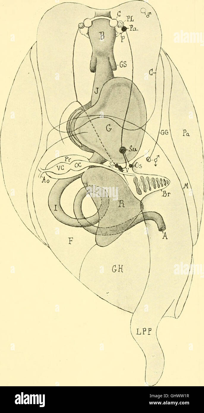 'Contribution à l'étude des Gastéropodes, opisthobranches et en ...