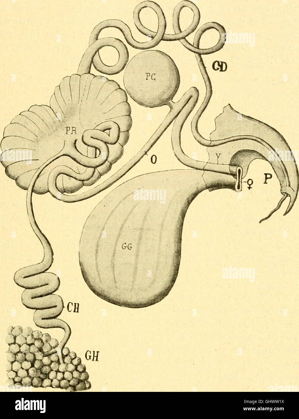 Opisthobranchs gastropods hi-res stock photography and images - Alamy
