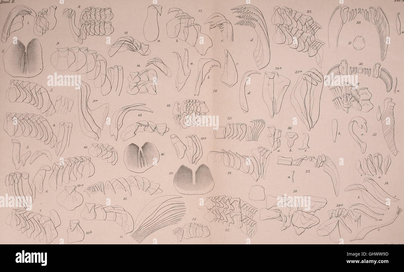 Understanding mollusk anatomy hi-res stock photography and images - Alamy