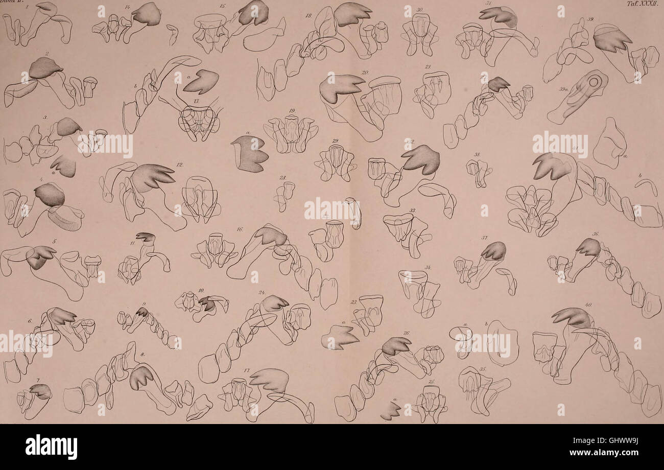 This 1856 work by Carl von Siebold explores the anatomy of snail jaws ...