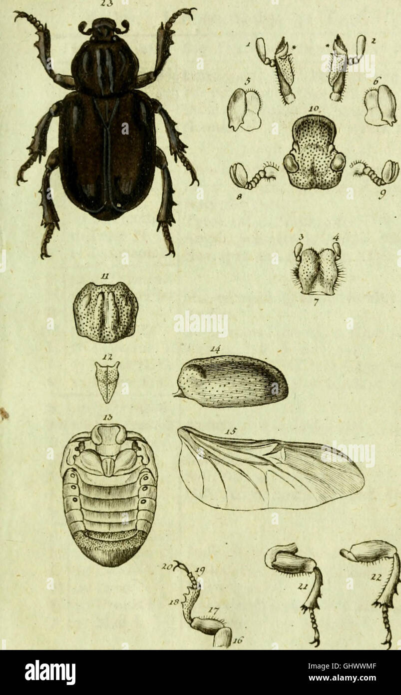 Published in 1795, this entomological guide explores the insect fauna ...