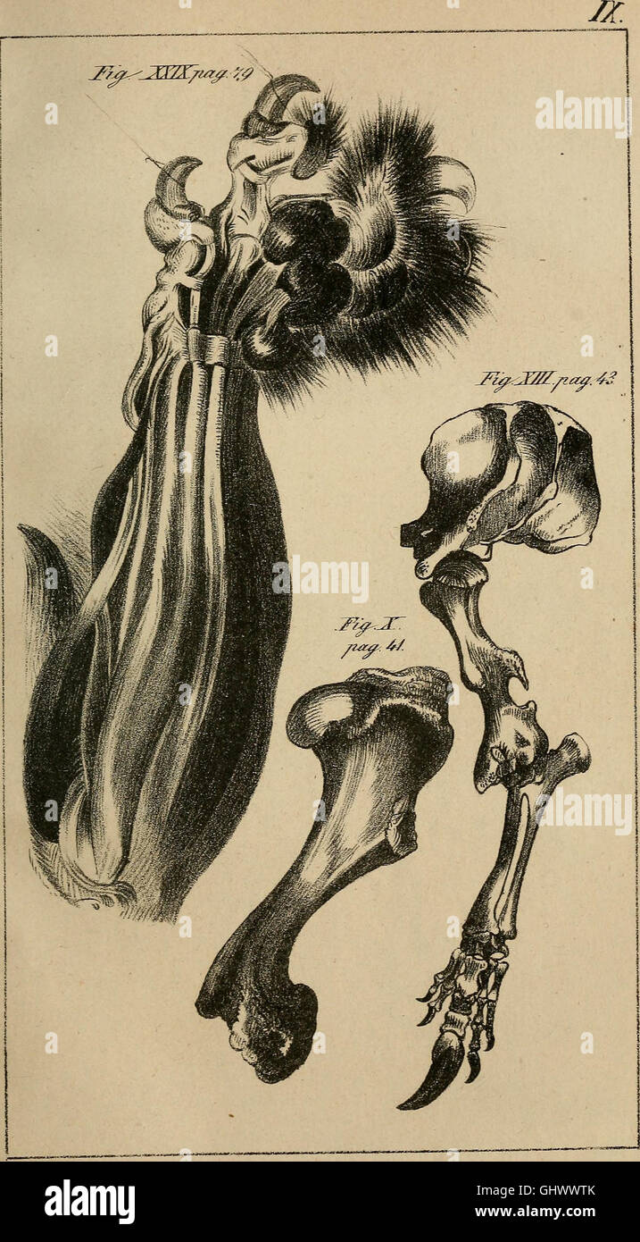 'Die menschliche Hand und ihre Eigenschaften' (1836) explores the ...